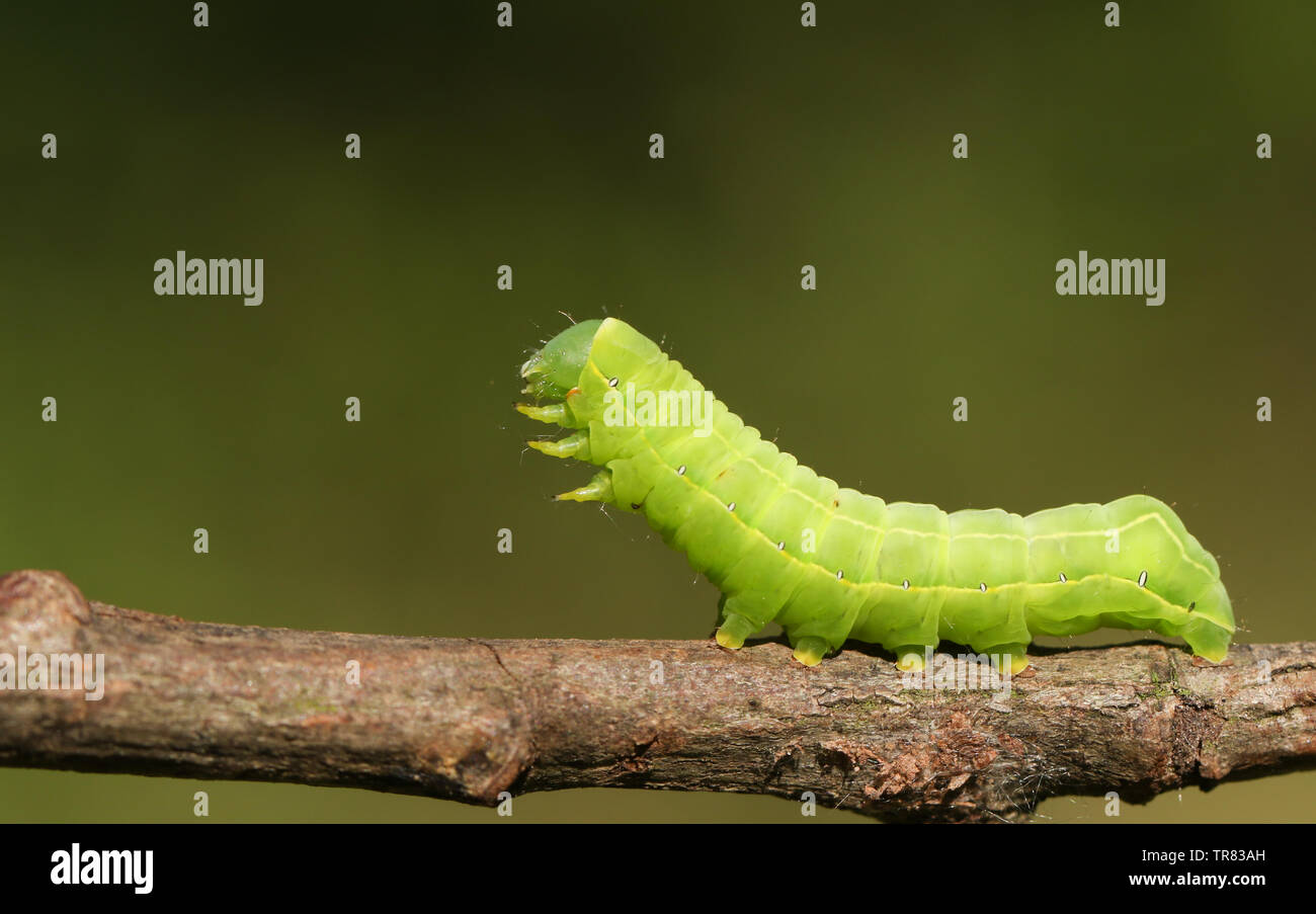 Sprawler moth caterpillar hi-res stock photography and images - Alamy