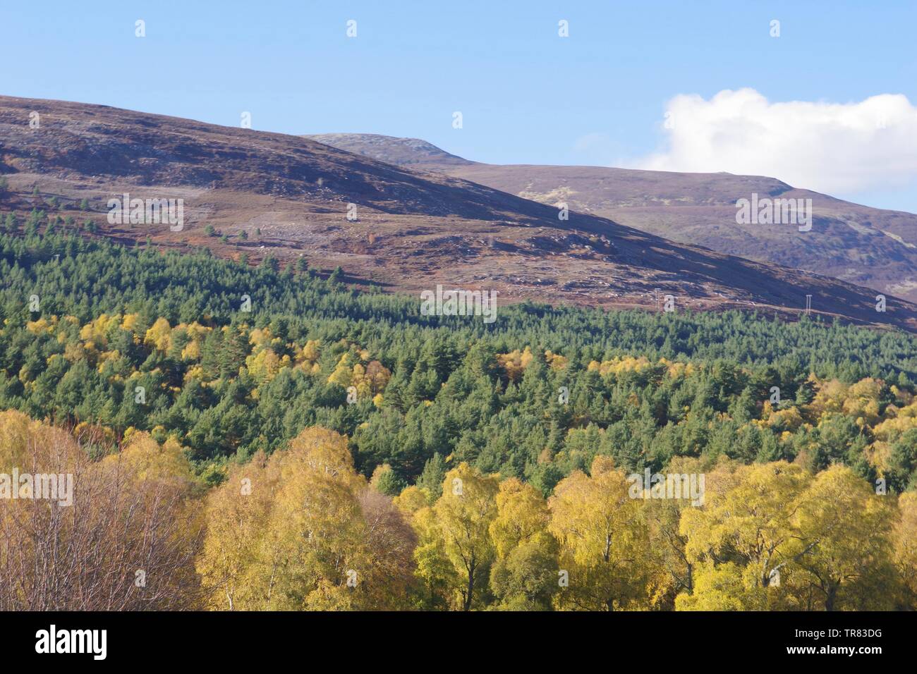 Stunning Golden Silver Birch Trees (Betula pendula) in Autumn Foliage ...