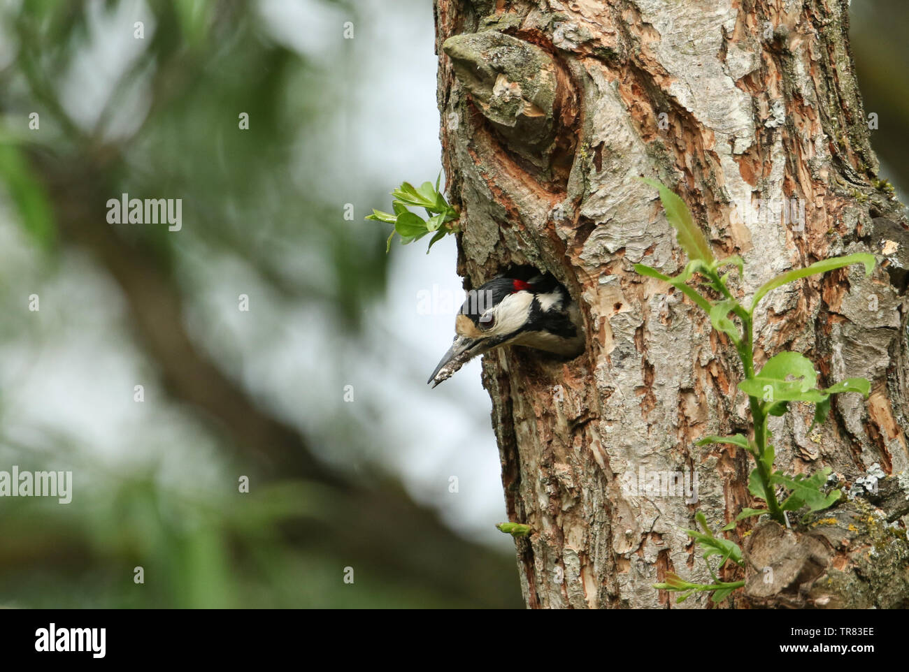 A stunning male Great spotted Woodpecker, Dendrocopos major, coming out ...