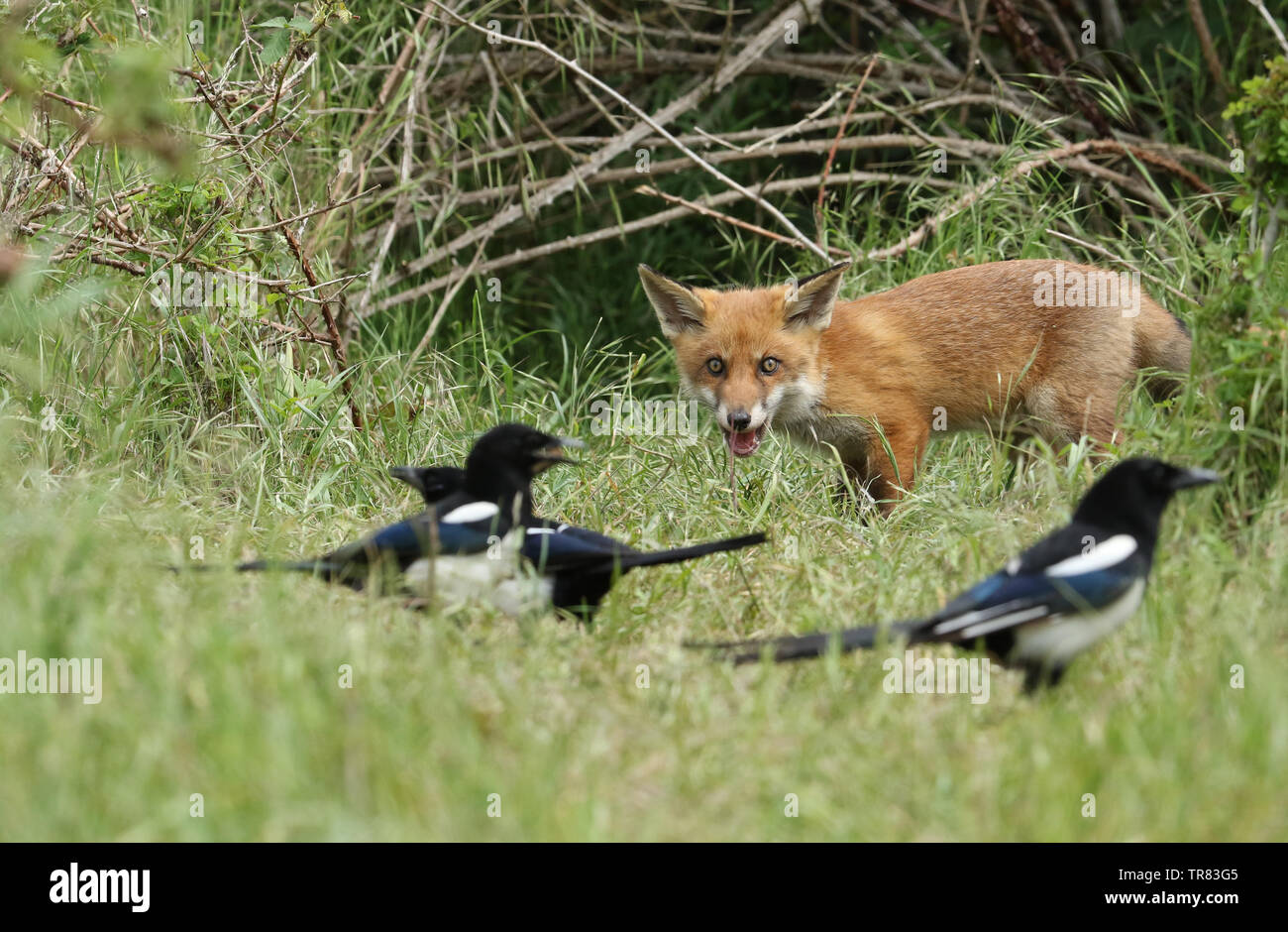 Baby magpies hi-res stock photography and images - Alamy