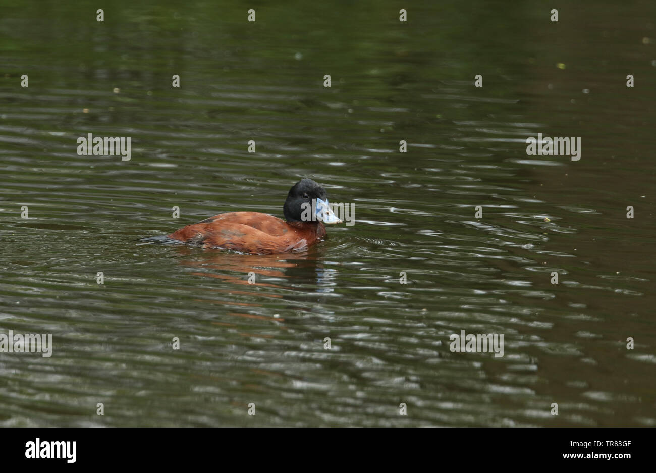 A beautiful Argentinian Ruddy Duck, Oxyura vittata, swimming on a river ...
