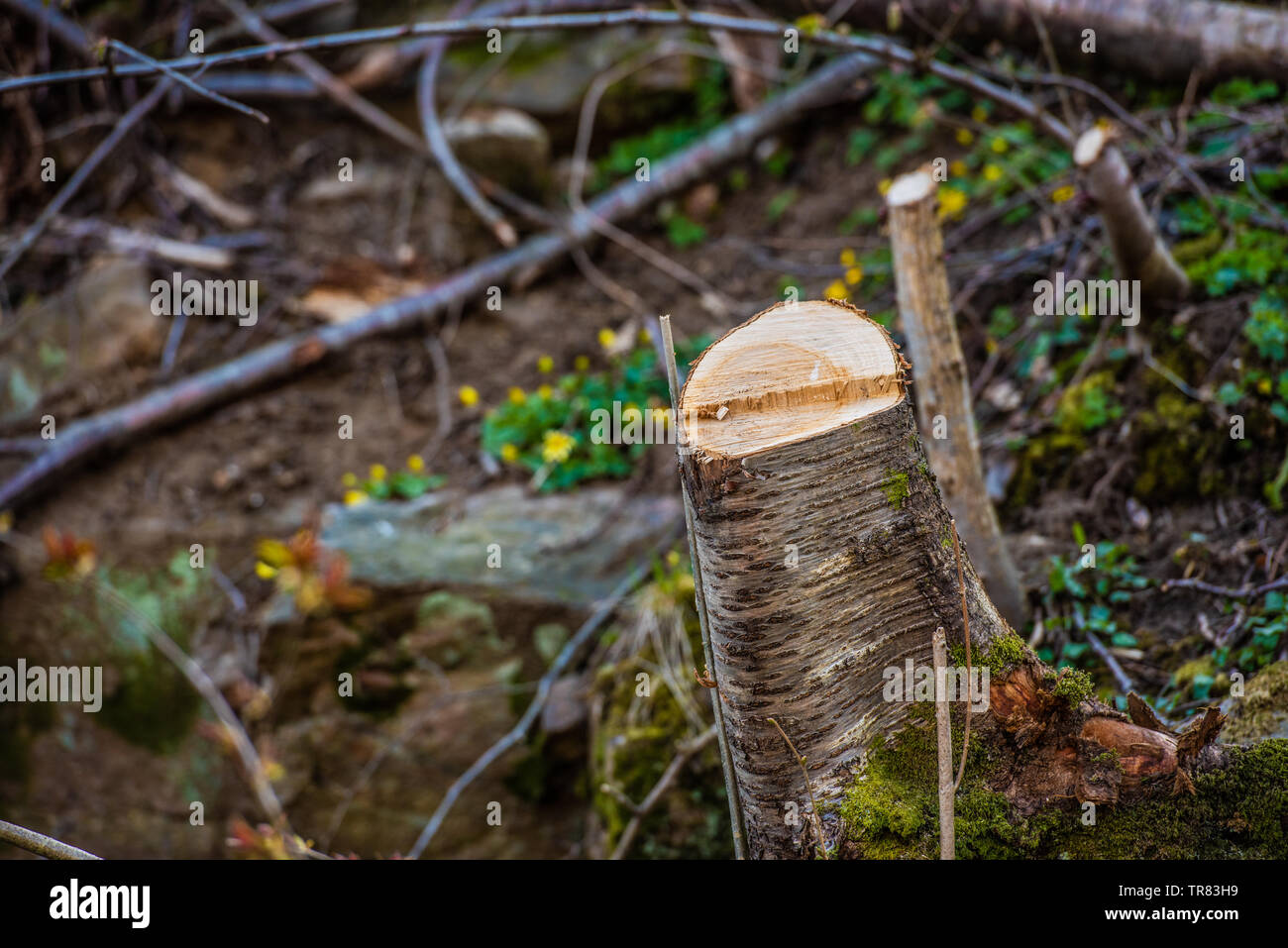 Tree stub in a forest that has been cleared Stock Photo - Alamy