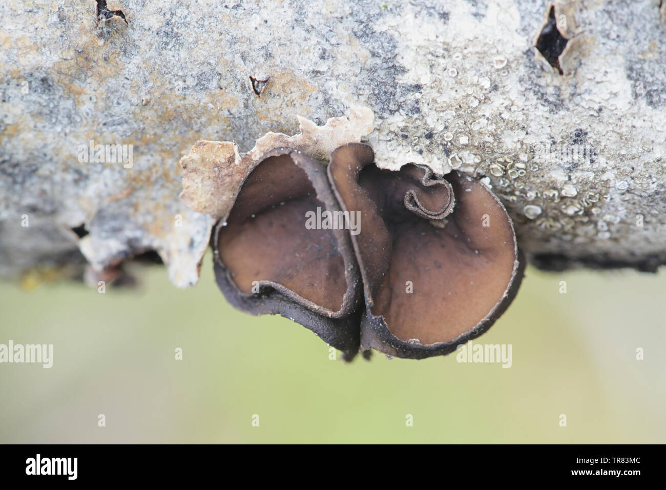 Cup shaped mushroom hi-res stock photography and images - Alamy