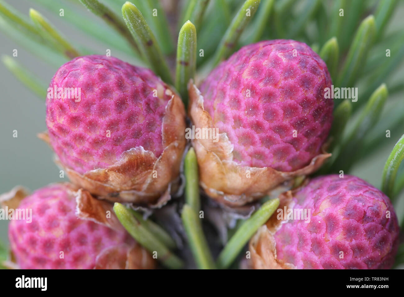 Female conifer cone hi-res stock photography and images - Alamy