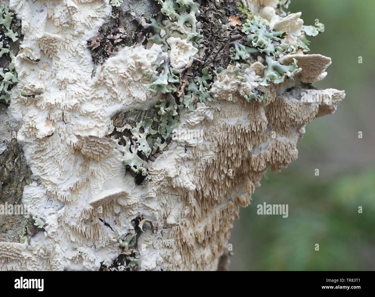 Irpex lacteus, known as the Milk-white Toothed Polypore, studies for ...