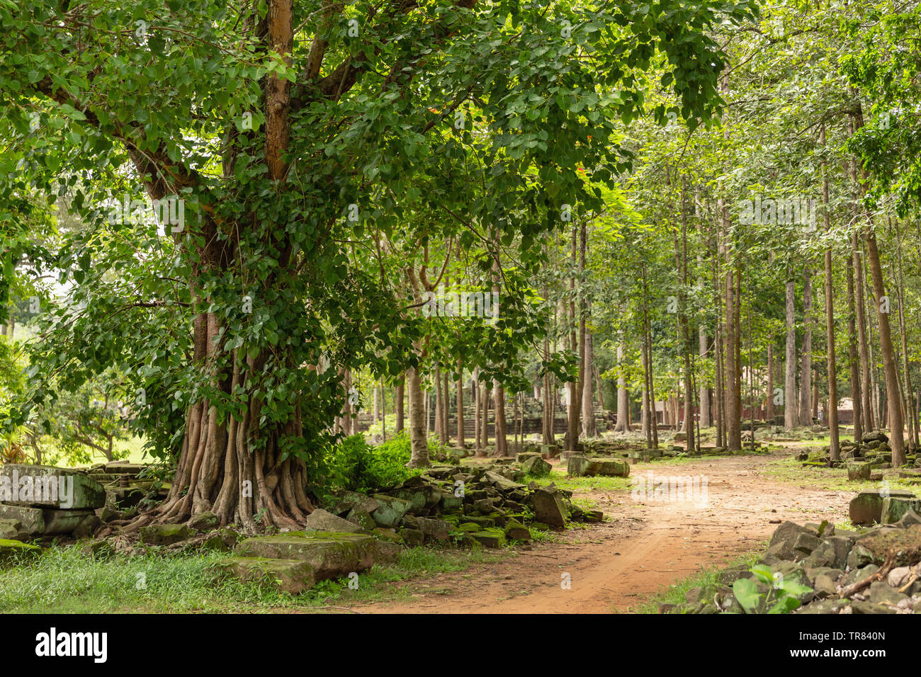 Forest outside of Baphuon Temple, Angkor Thom, UNESCO World Heritage ...