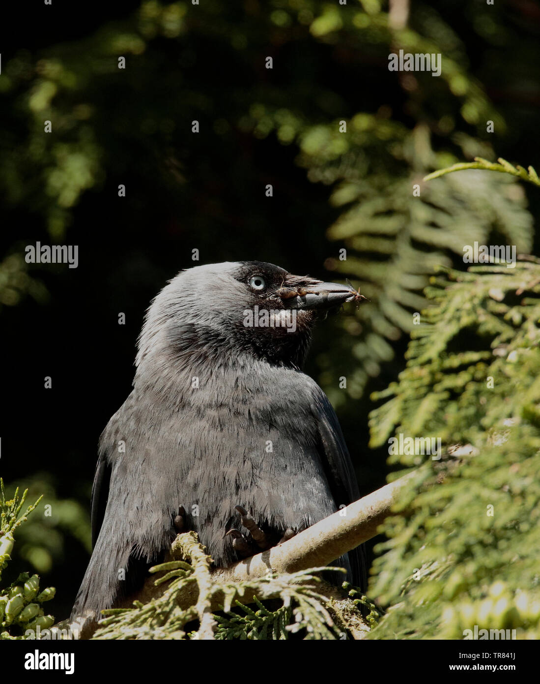 Jackdaw with a beakful of food Stock Photo - Alamy