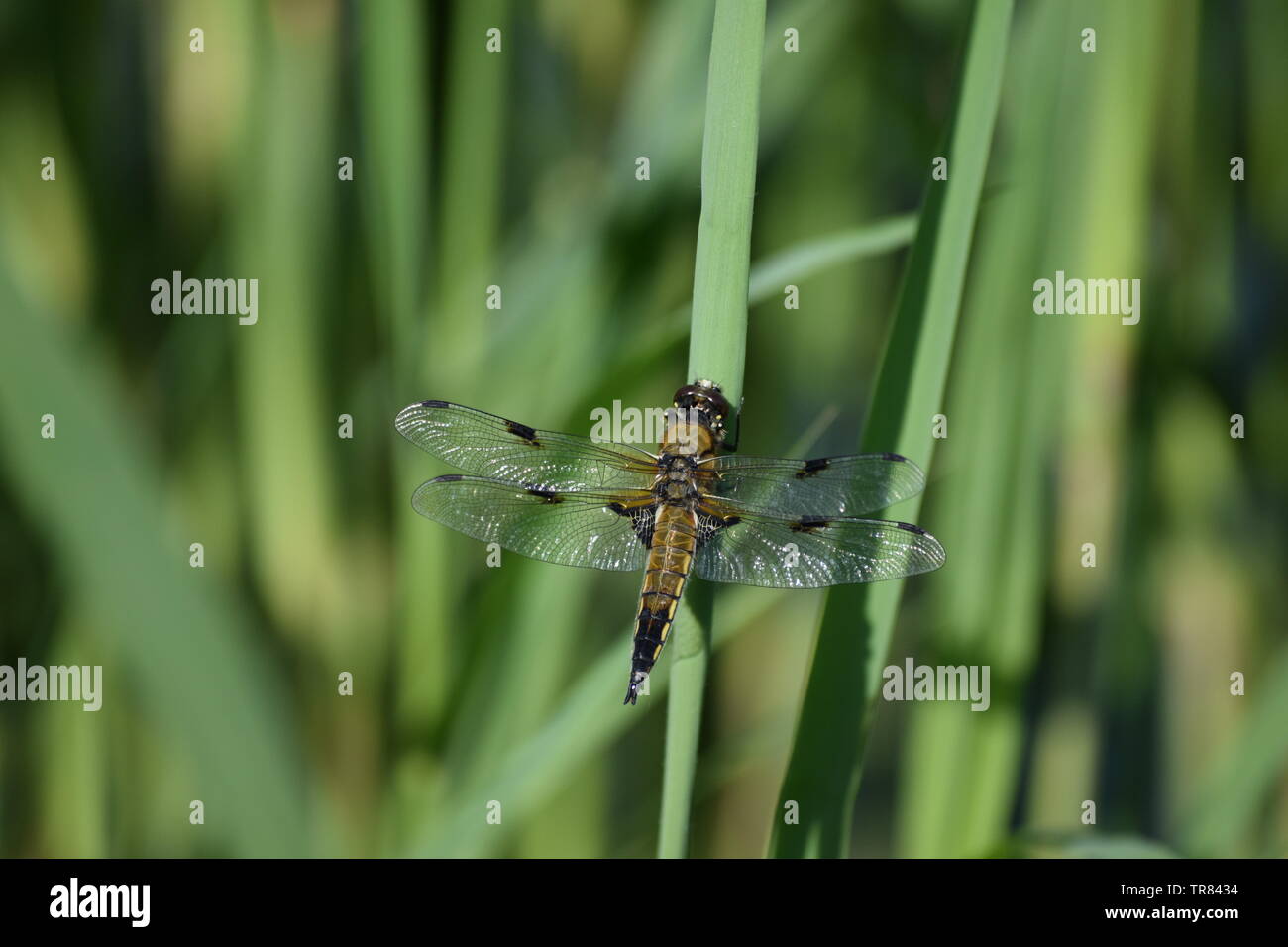 Dragonfly on reed hi-res stock photography and images - Alamy