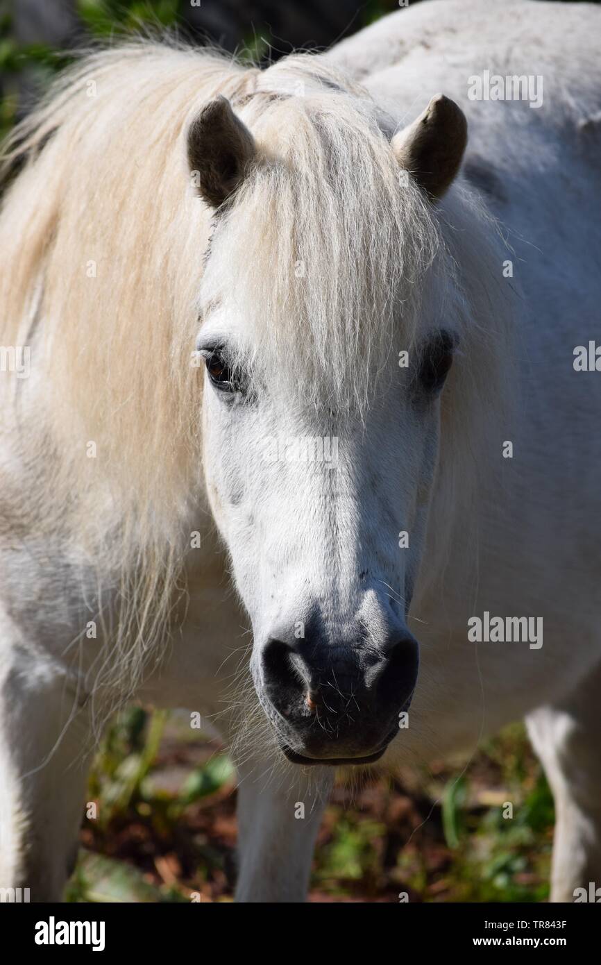Portrait of a white Pony Stock Photo - Alamy