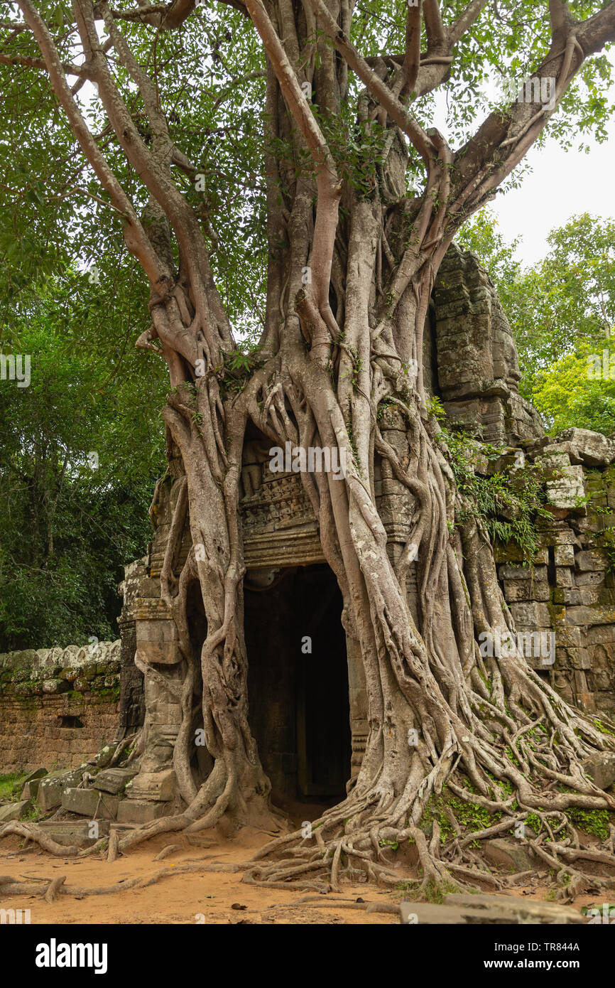 Carved tree door hi-res stock photography and images - Alamy