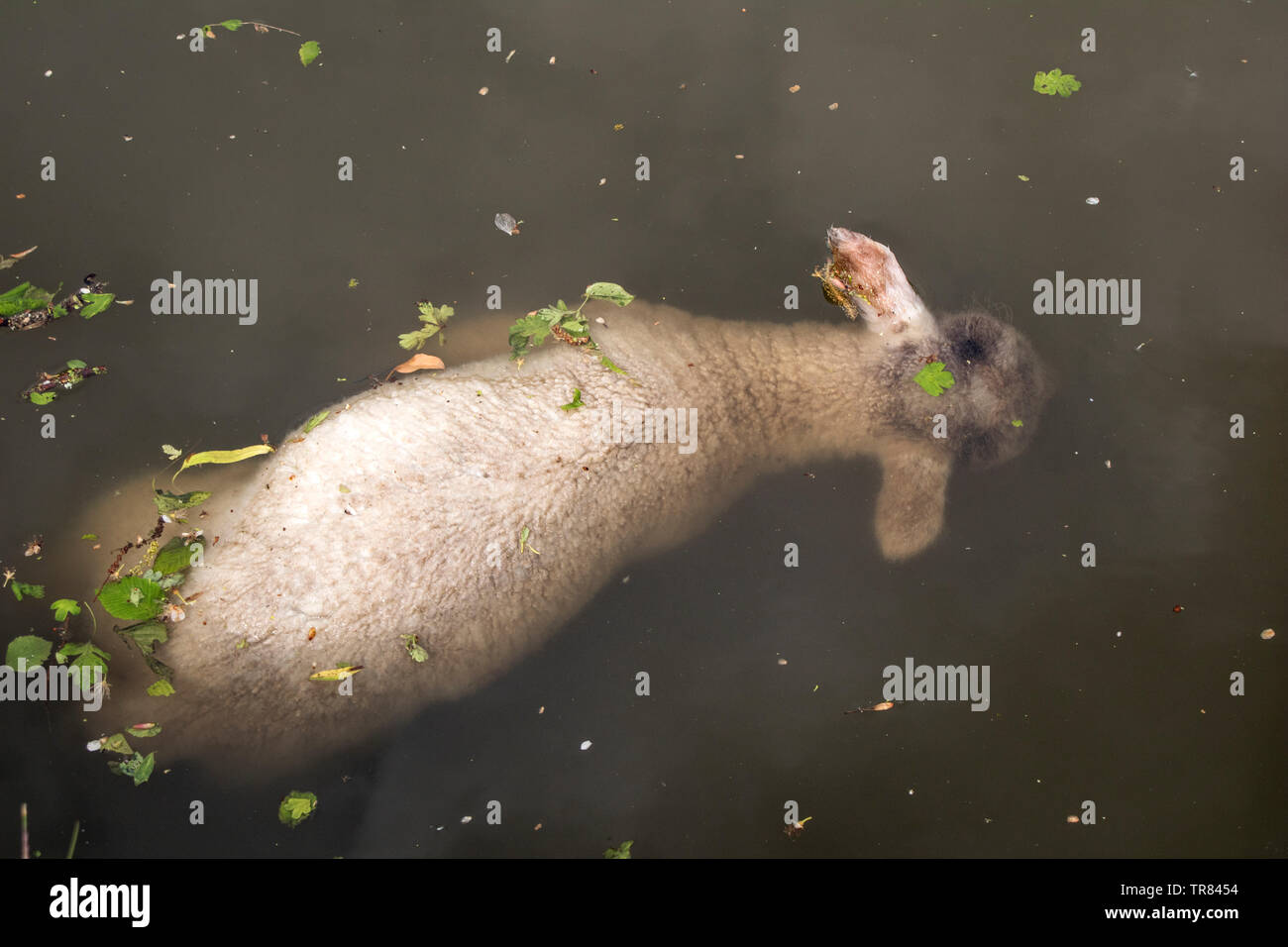 Drowned sheep hi-res stock photography and images - Alamy
