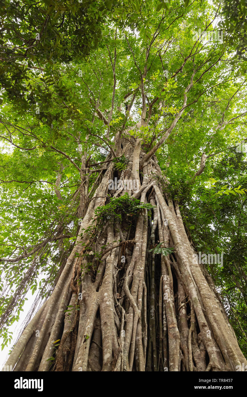 Large Banyan tree at Ta Som Temple, Angkor, UNESCO World Heritage Site ...