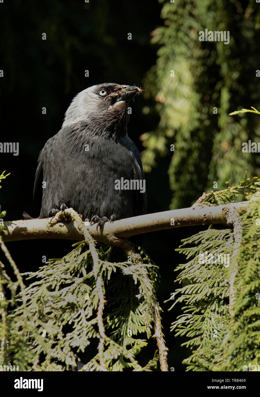 Jackdaw uk flying hi-res stock photography and images - Alamy
