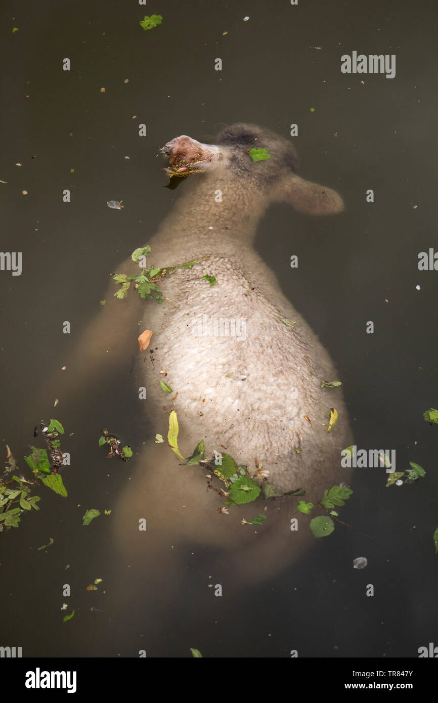 A drowned Lamb in a canal, England,UK Stock Photo - Alamy