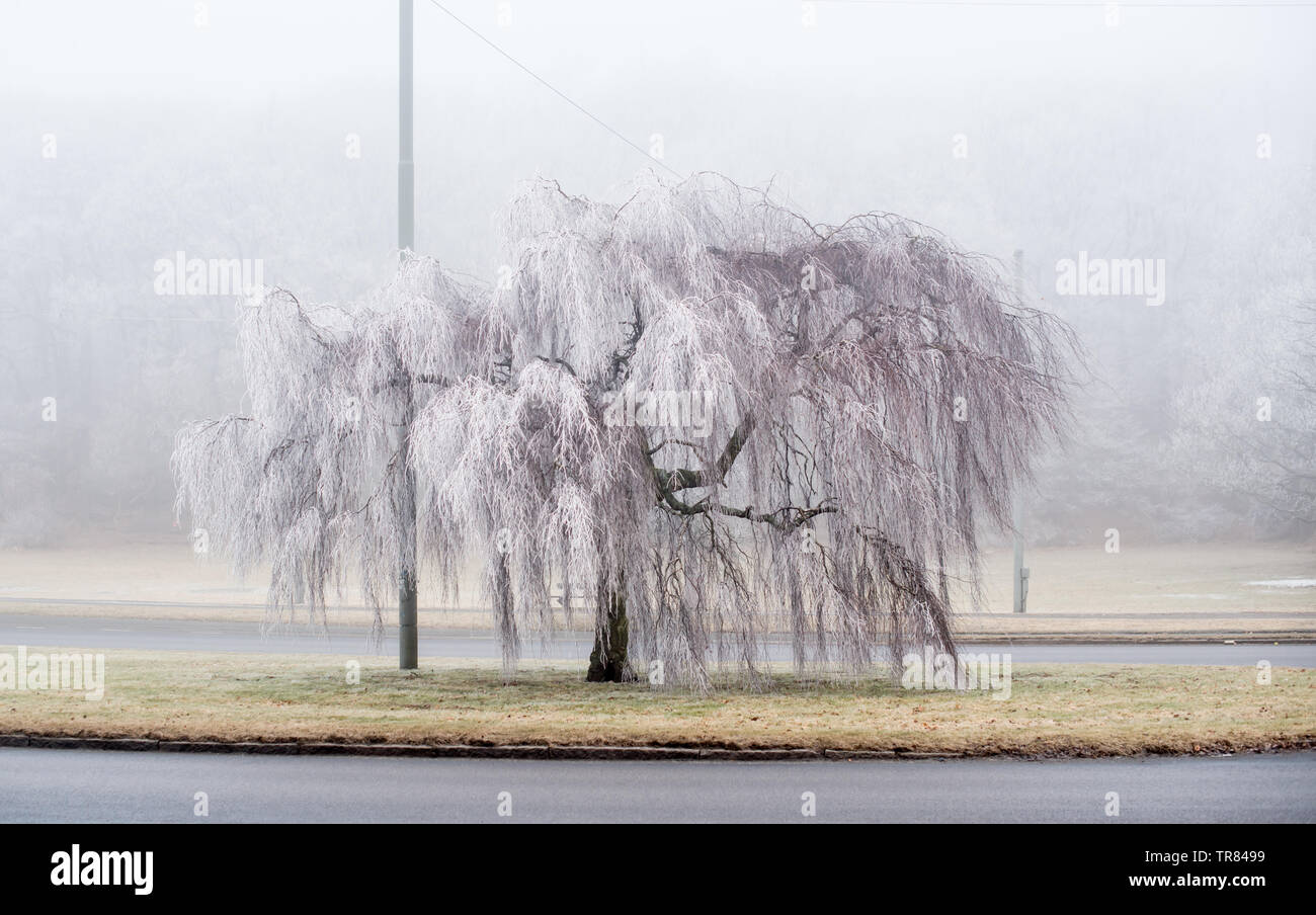 Icy tree in the centre of a roundabout Stock Photo - Alamy