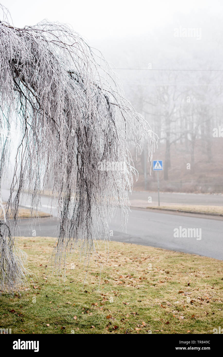 Chilling details of a icy tree Stock Photo - Alamy
