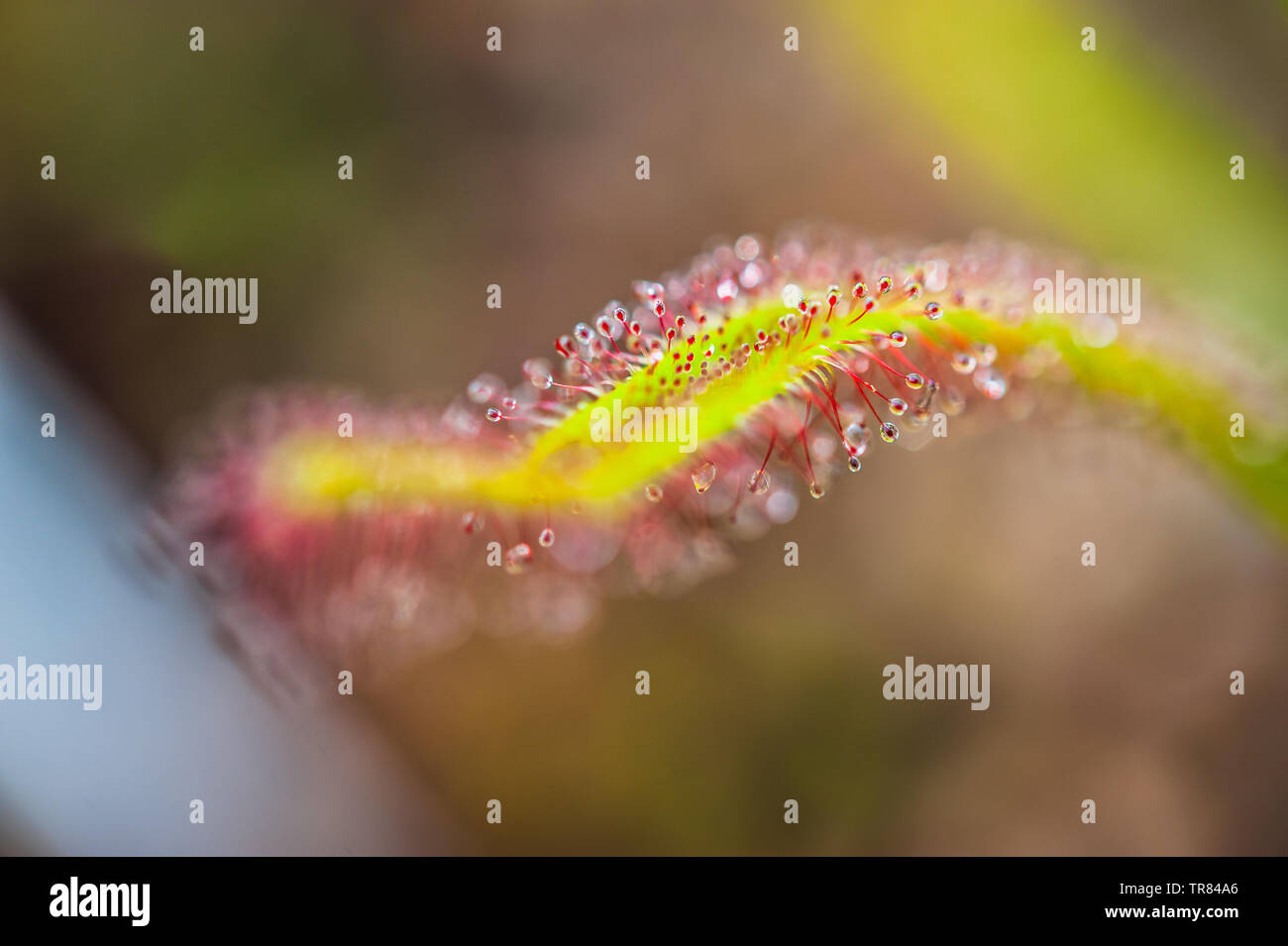Cape Sundew, Drosera capensis, is a carnivorous species of perennial ...