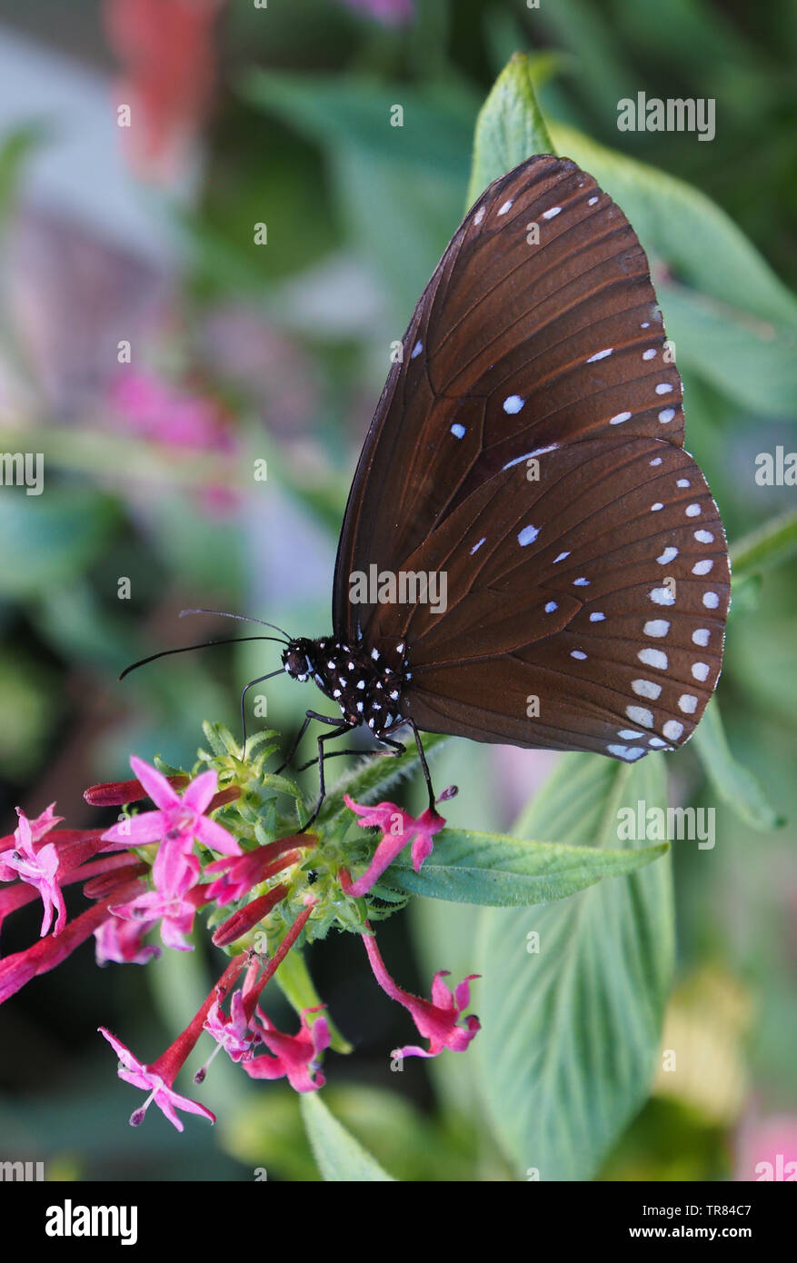Common Crow butterfly (Euploea Core) feeding on pink flowers Stock ...