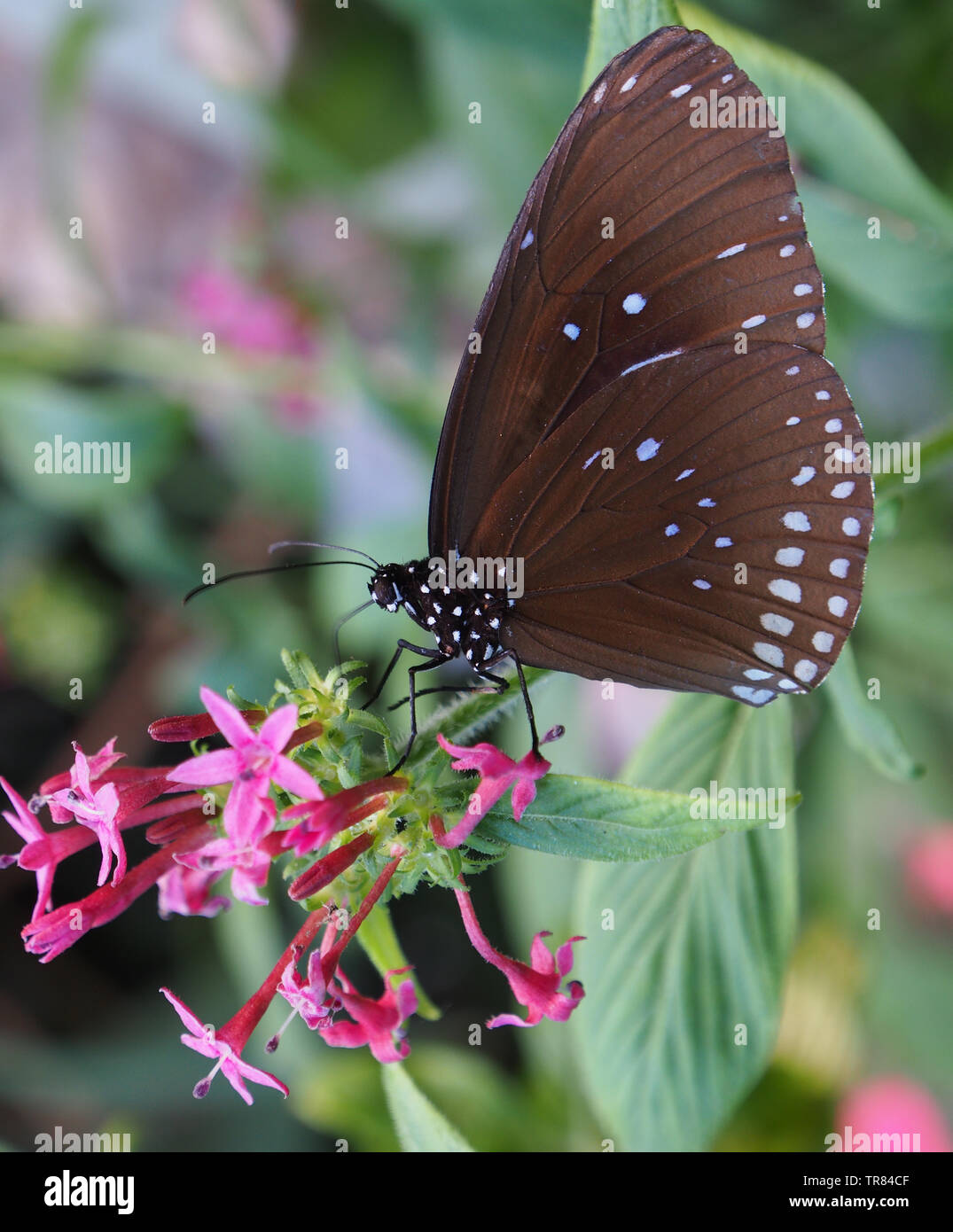 Common crow butterfly hi-res stock photography and images - Alamy