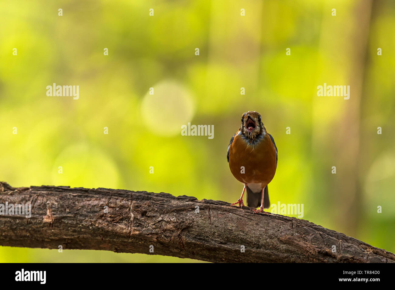 Wild Birds of India Stock Photo - Alamy