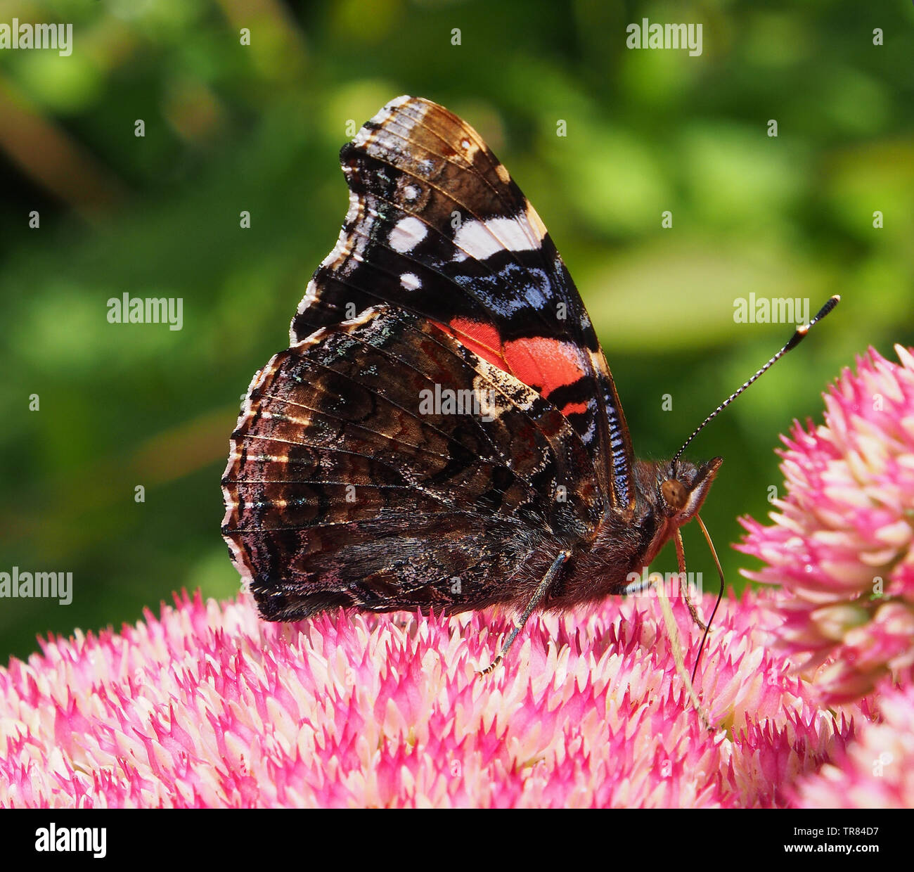Red admiral wings closed hi-res stock photography and images - Alamy