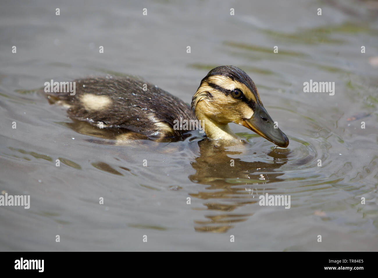 Little Lucky Ducky Stock Photo - Alamy