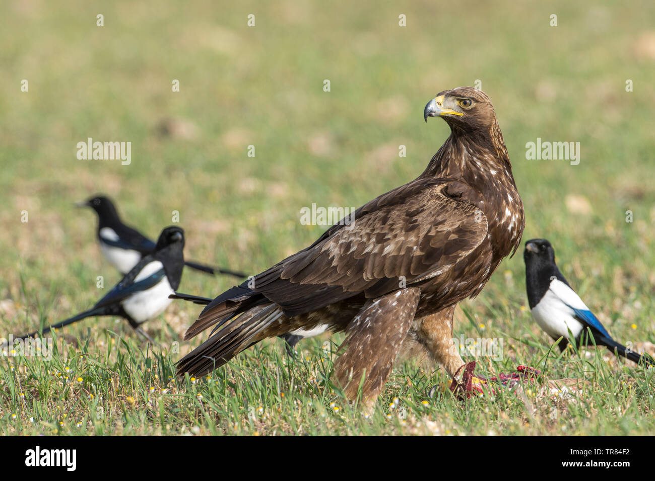 Golden Eagle Aquila Chrysaetos Eating Its Prey Extremadura Spain