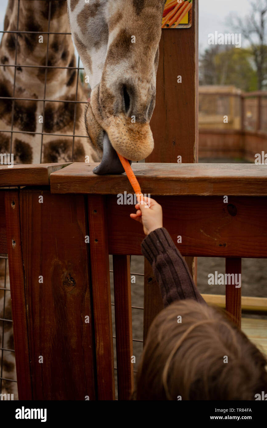 Children feed April the Giraffe who went viral in 2017 and 2018 with ...