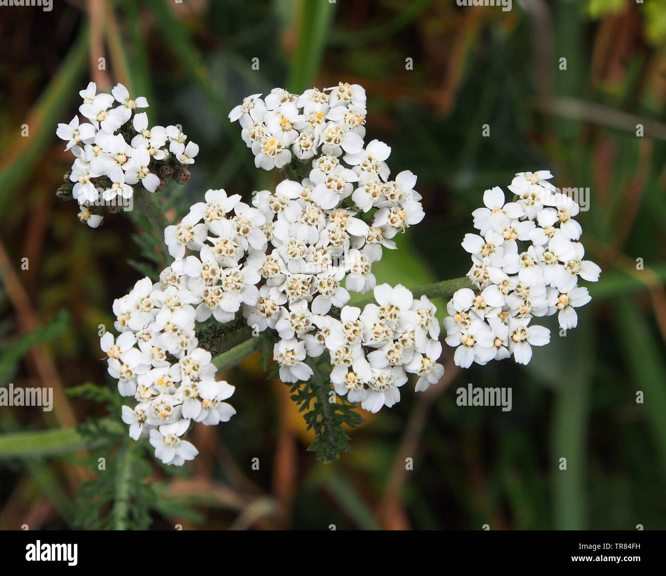 Wild White Yarrow Leaves Bush