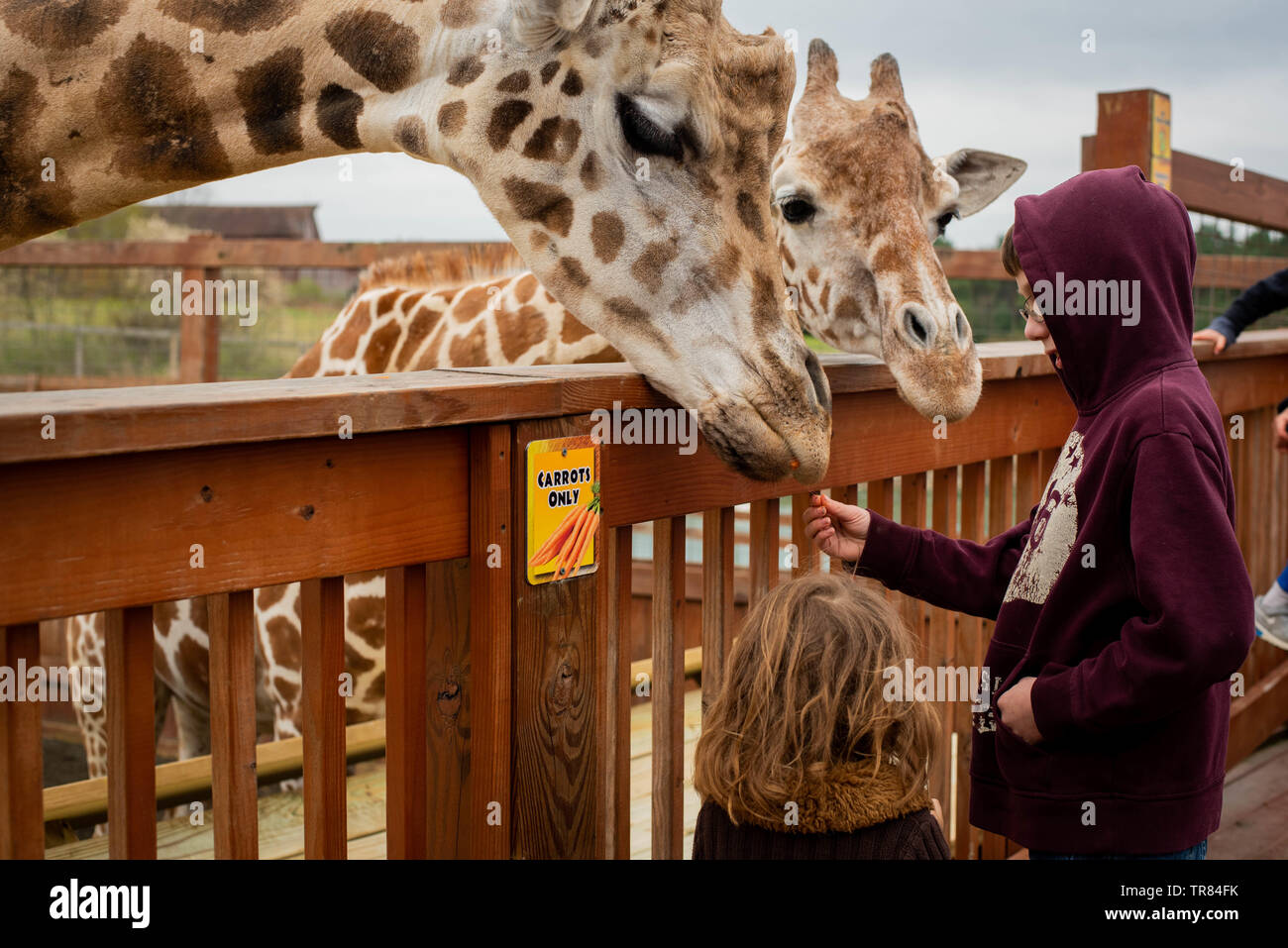 Children feed April the Giraffe who went viral in 2017 and 2018 with ...