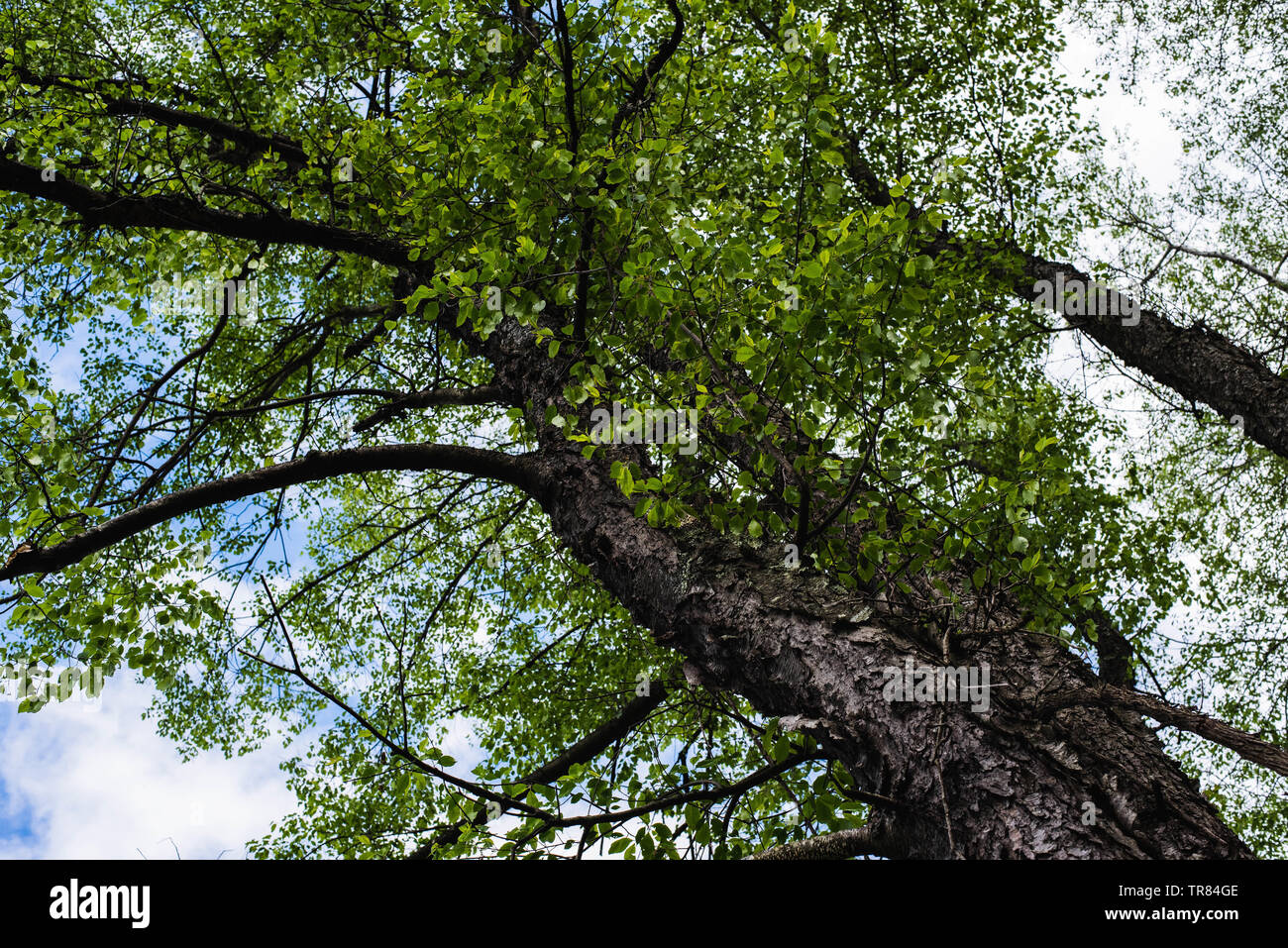 An upward view of an old tree's branches and leaves Stock Photo - Alamy