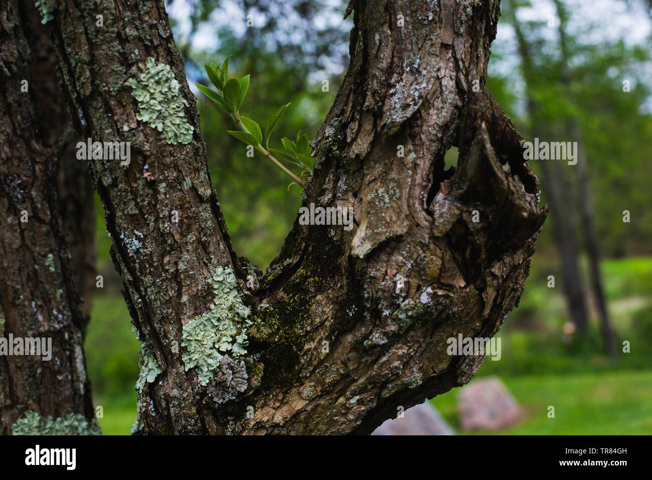Old tree limb hi-res stock photography and images - Alamy
