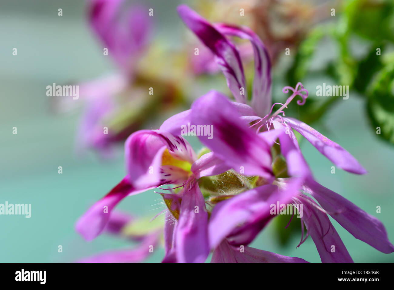 Pink Rose Geranium from South Africa Stock Photo - Alamy