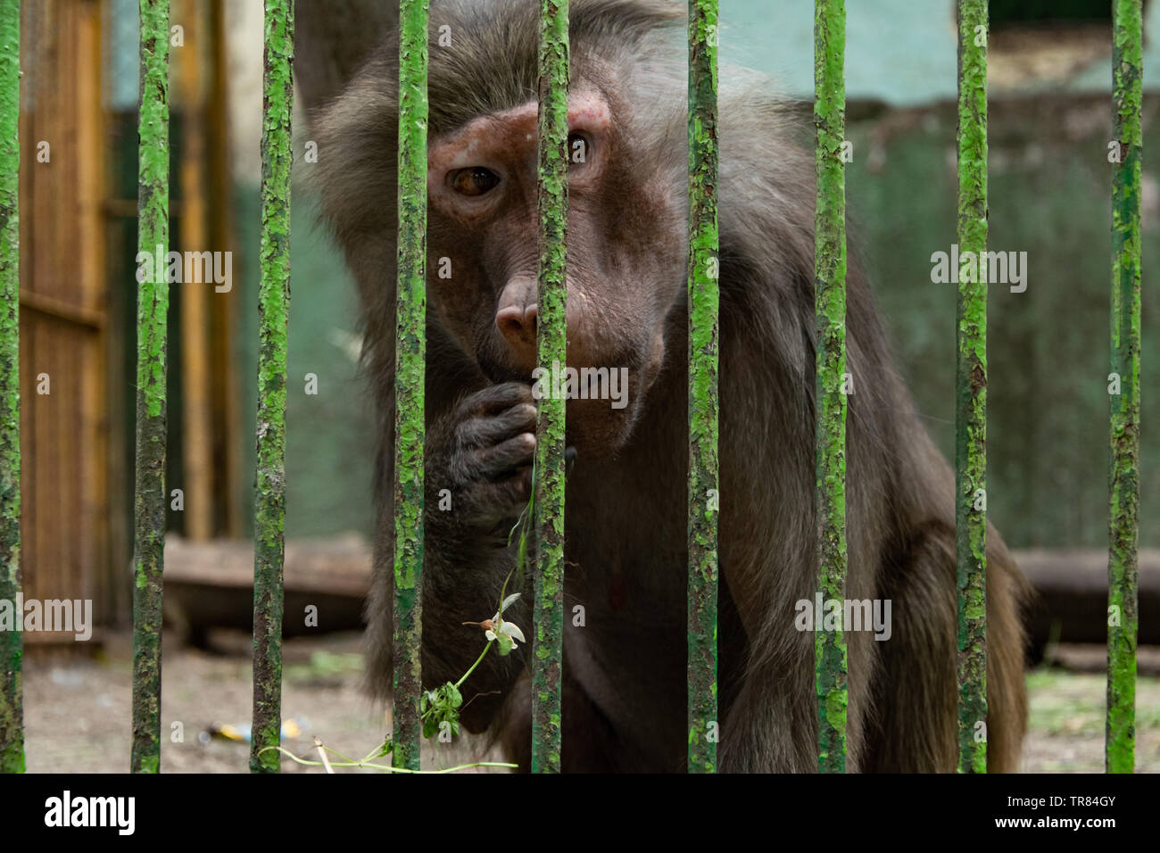 Close up view of monkey behind the bars. Animals captivity Stock Photo ...