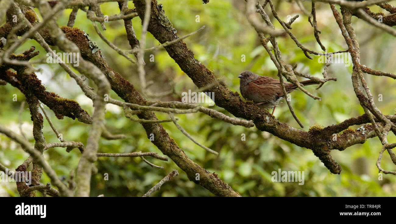 Hedge with garden birds hi-res stock photography and images - Alamy