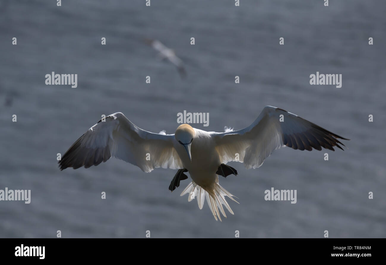 Gannets at Bempton Cliff Yorkshire Stock Photo - Alamy