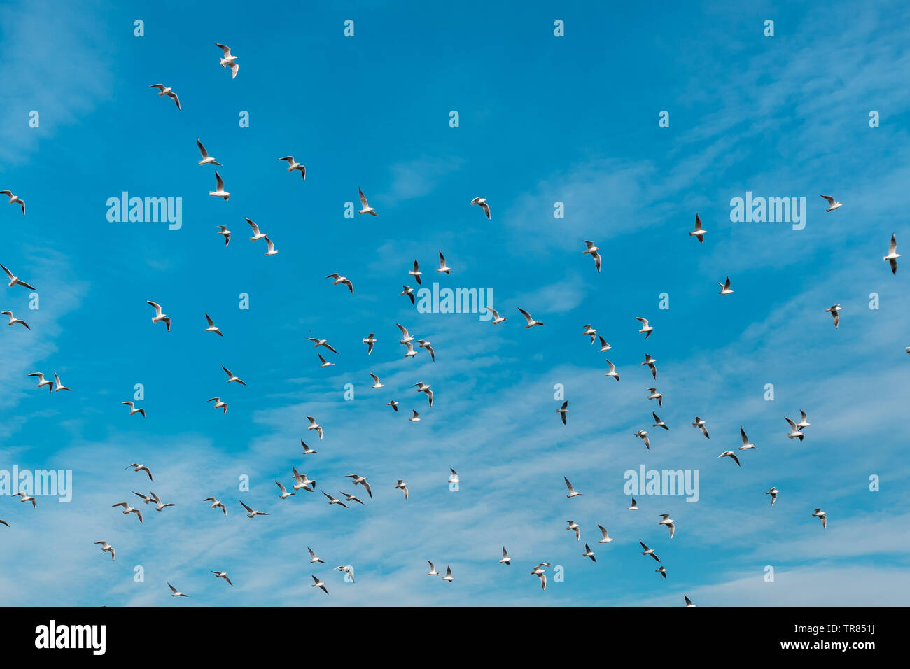 A lot of doves flying on blue sky freedom concept background. Animals ...