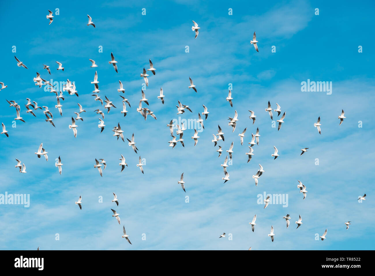 A lot of doves flying on blue sky freedom concept background. Animals ...