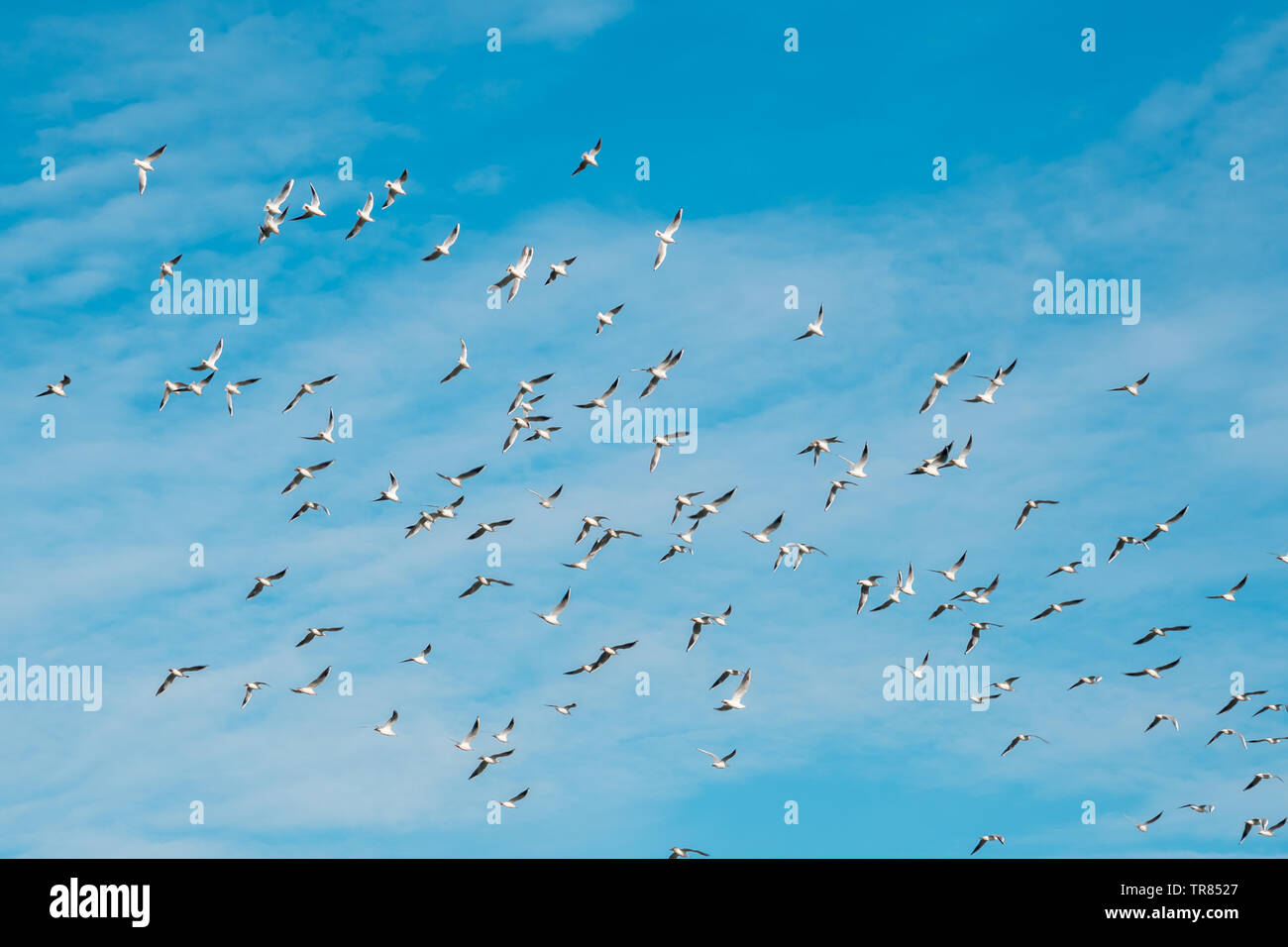 A lot of doves flying on blue sky freedom concept background. Animals ...