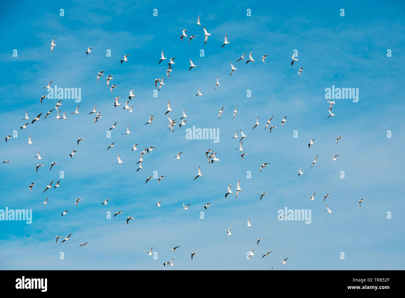 A lot of doves flying on blue sky freedom concept background. Animals ...