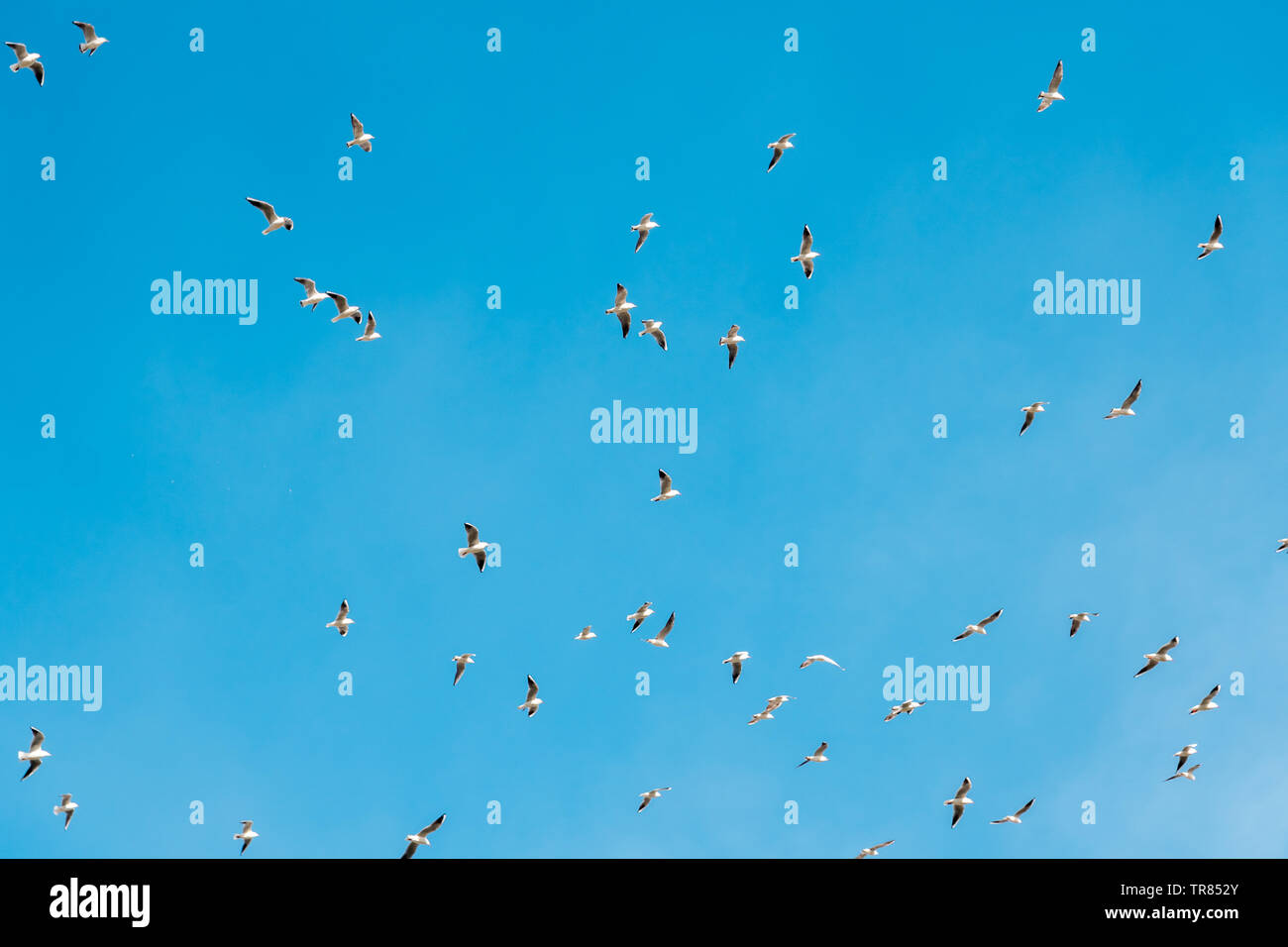 A lot of doves flying on blue sky freedom concept background. Animals ...