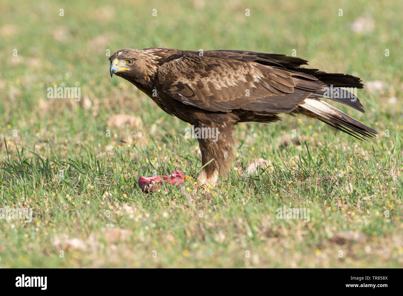 Golden Eagle Aquila Chrysaetos Eating Its Prey Extremadura Spain