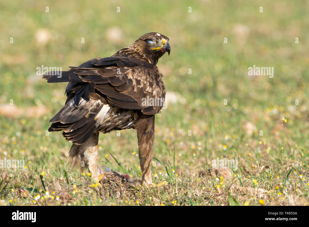 Golden Eagle Aquila Chrysaetos Eating Its Prey Extremadura Spain