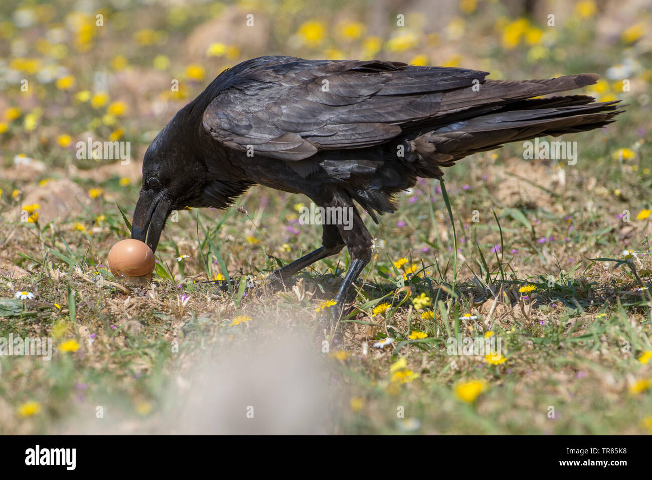 Raven Eating Egg High Resolution Stock Photography and Images - Alamy