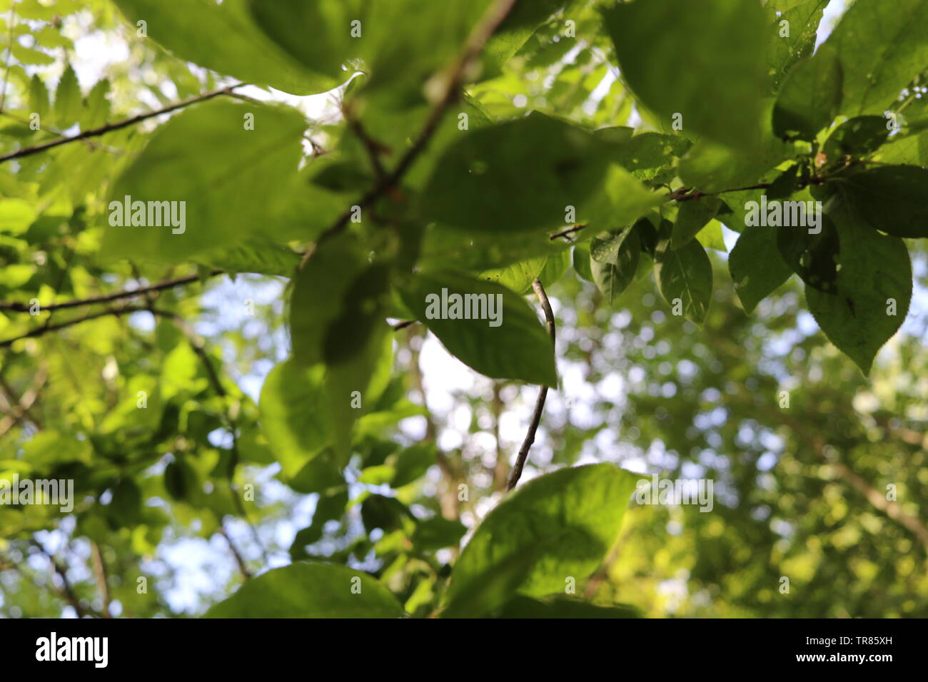 Unedited nature photo hi-res stock photography and images - Alamy