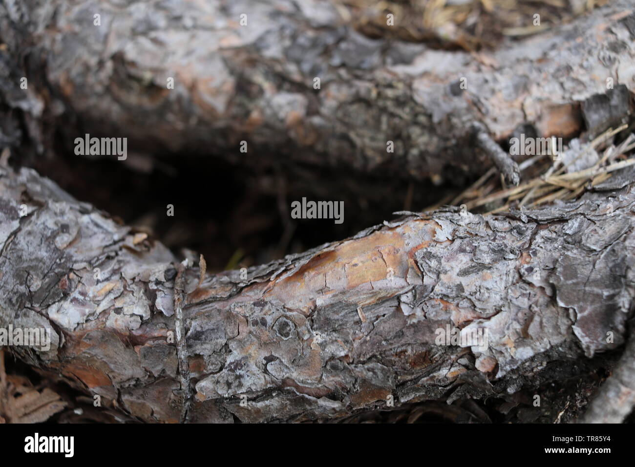 Hole in ground roots hi-res stock photography and images - Alamy
