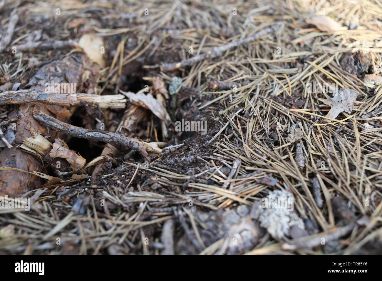 A close-up of a hole in the ground midst tree roots and dry pine ...