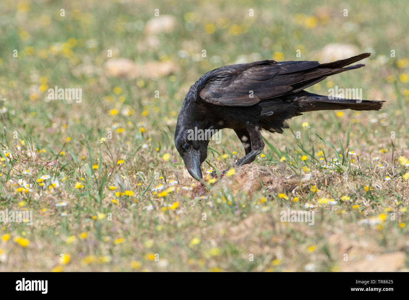 Common raven (Corvus corax) with a rare brown plumage, around a hare ...