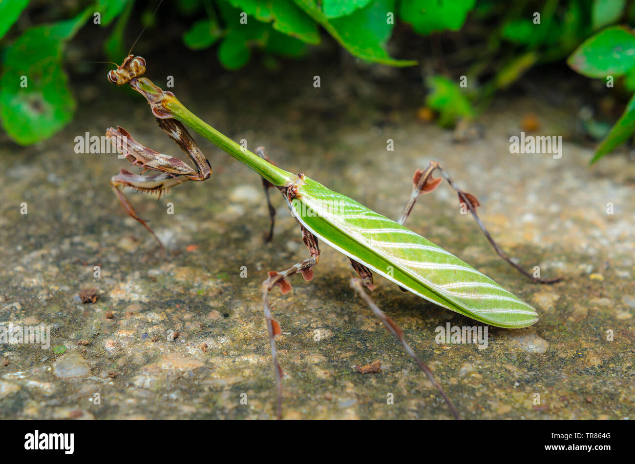 Deadly mantis hi-res stock photography and images - Alamy