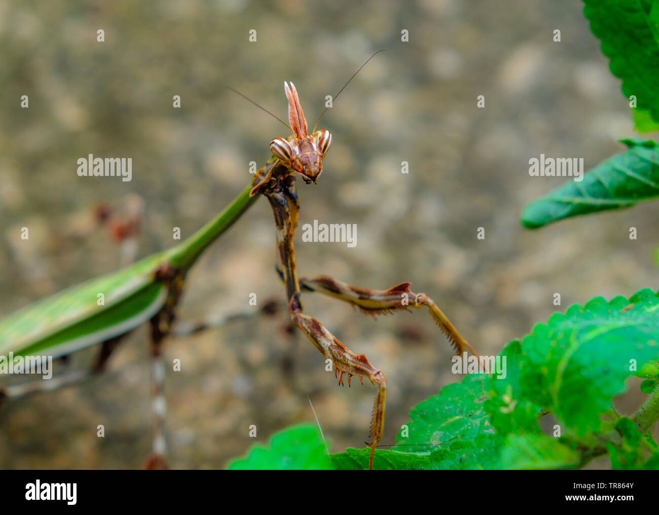 Deadly mantis hi-res stock photography and images - Alamy